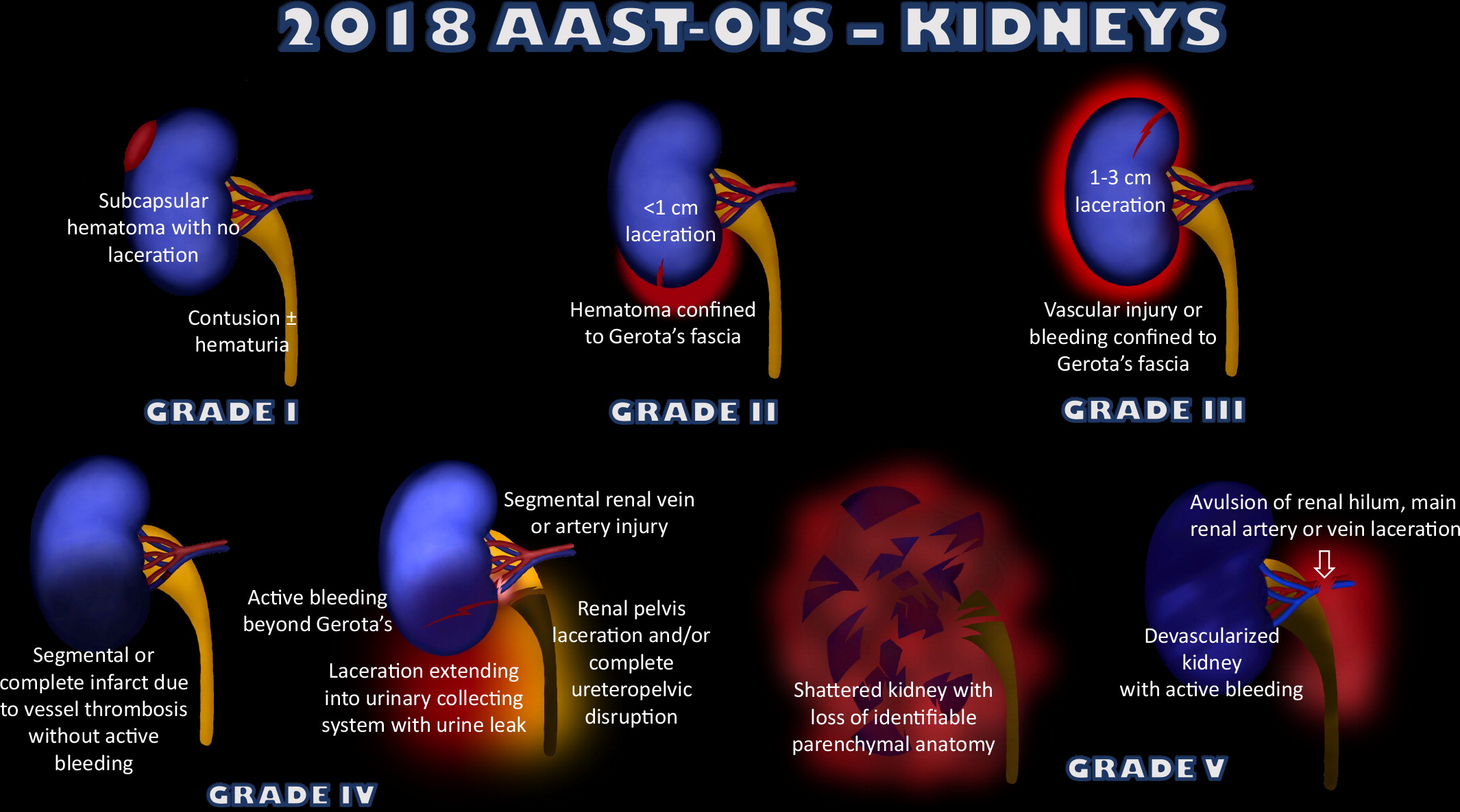 Renal